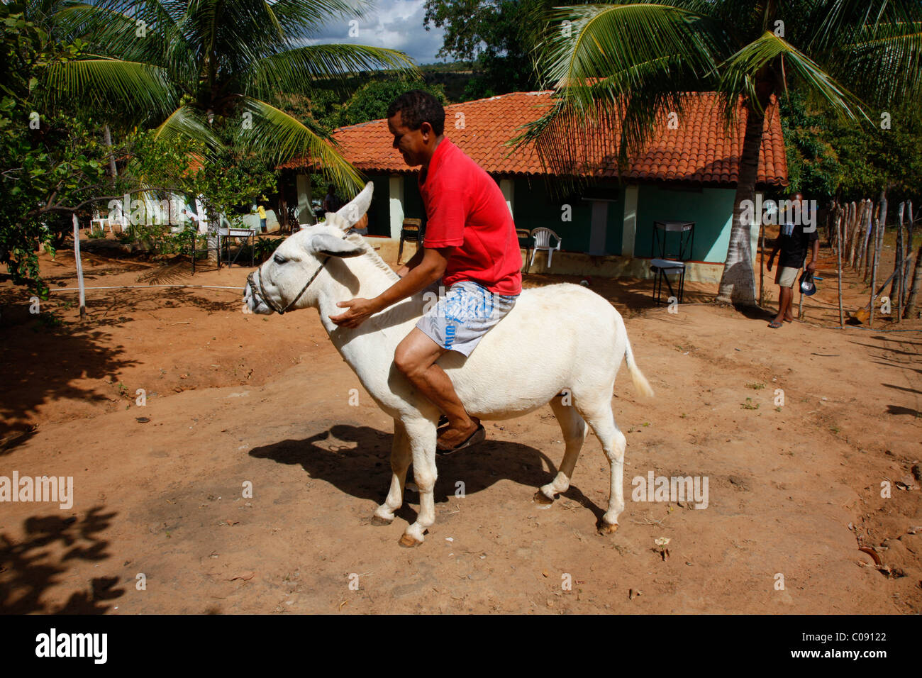 Smallholder riding a mule, employment initiative for alcoholics, Crato ...