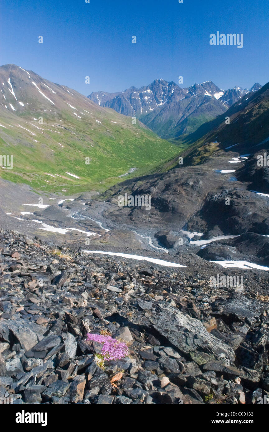 A small patch of moss campion adds color to a rock slide in Crow Pass, Chugach Mountains ...