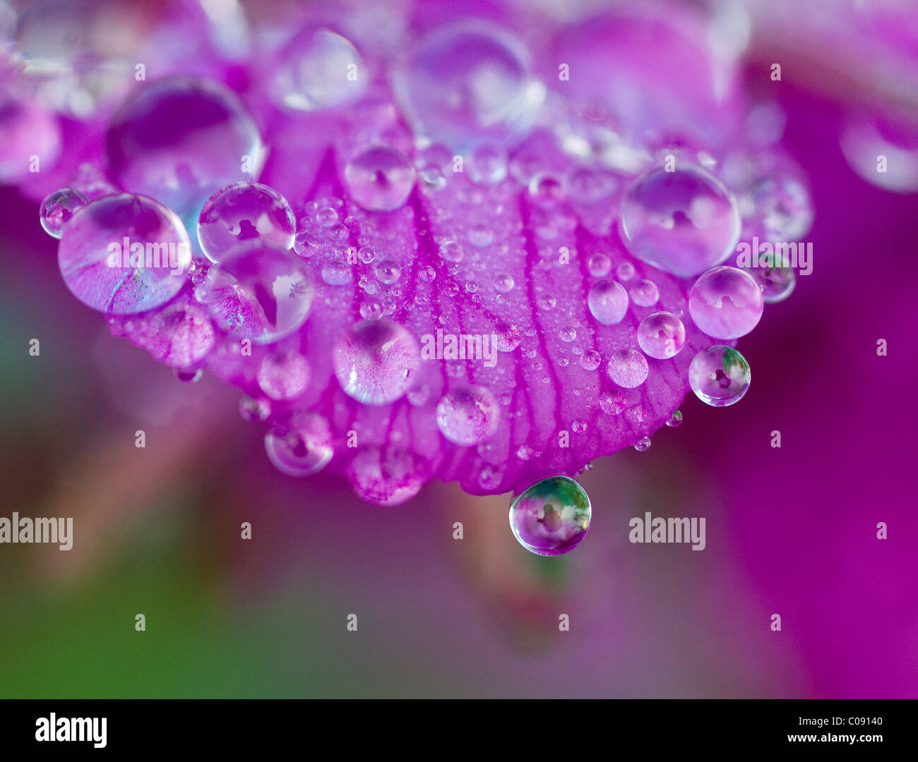 Macro of dew drops on Fireweed petals, Southeast Alaska, Summer Stock ...