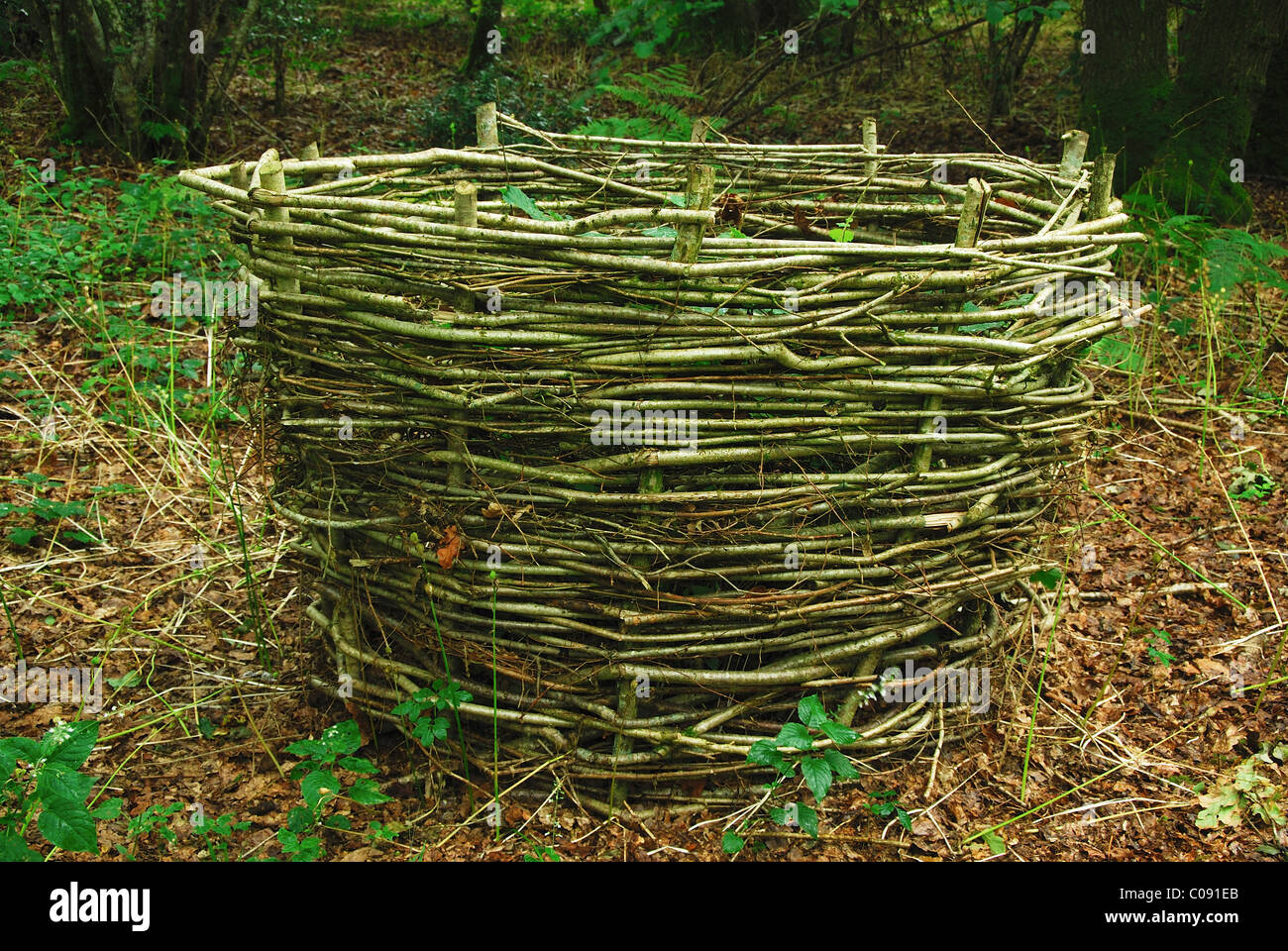 Uk hazel tree hi-res stock photography and images - Alamy