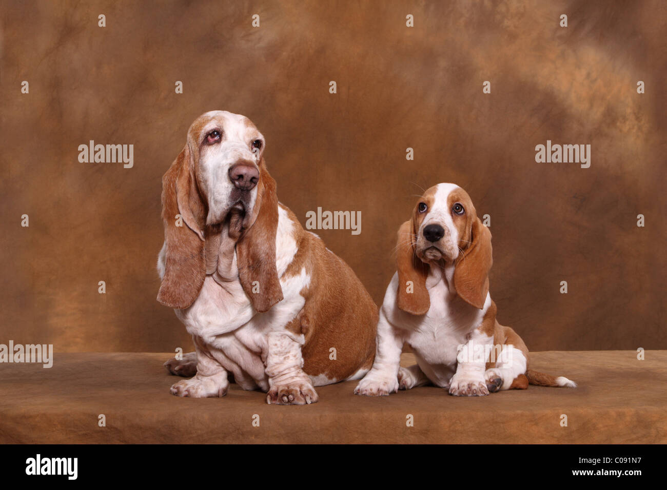Hunter with hounds hi-res stock photography and images - Alamy