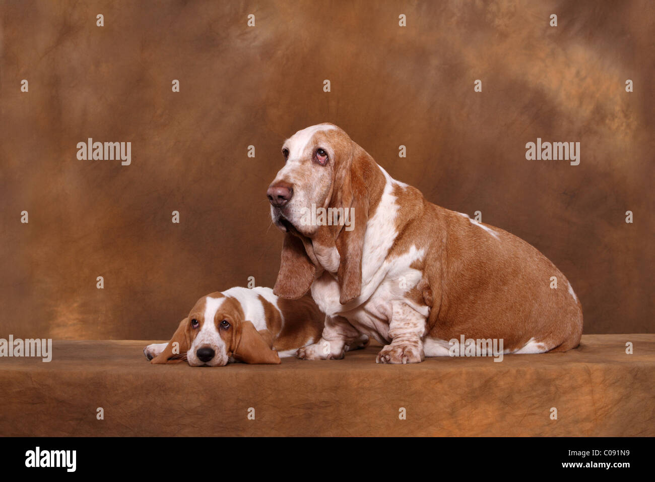Little hounds hi-res stock photography and images - Alamy