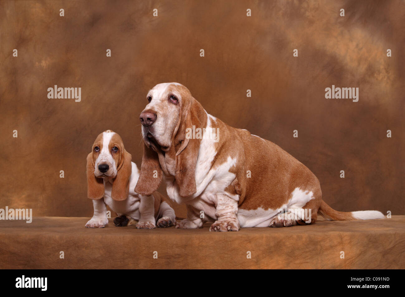 Hunter with hounds hi-res stock photography and images - Alamy