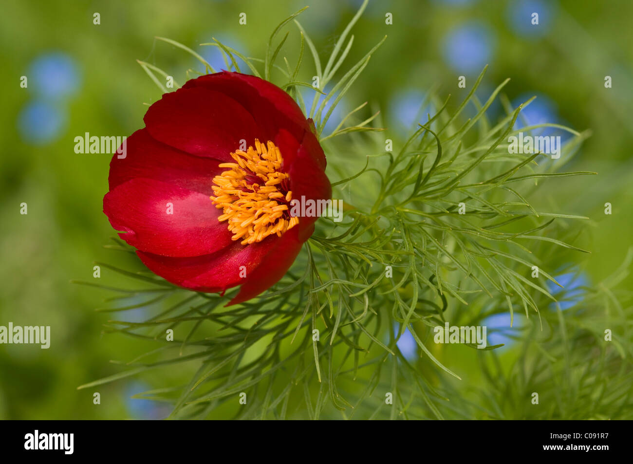 Fern leaf peony (Paeonia tenuifolia Stock Photo - Alamy