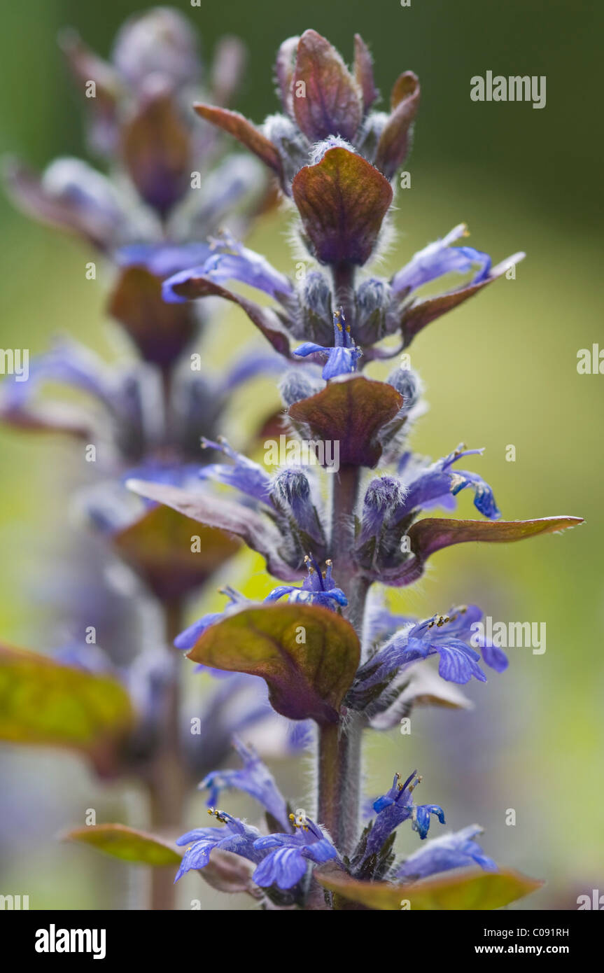 Blue bugle, Bugleherb, Bugleweed, Carpetweed, or Common bugle (Ajuga ...
