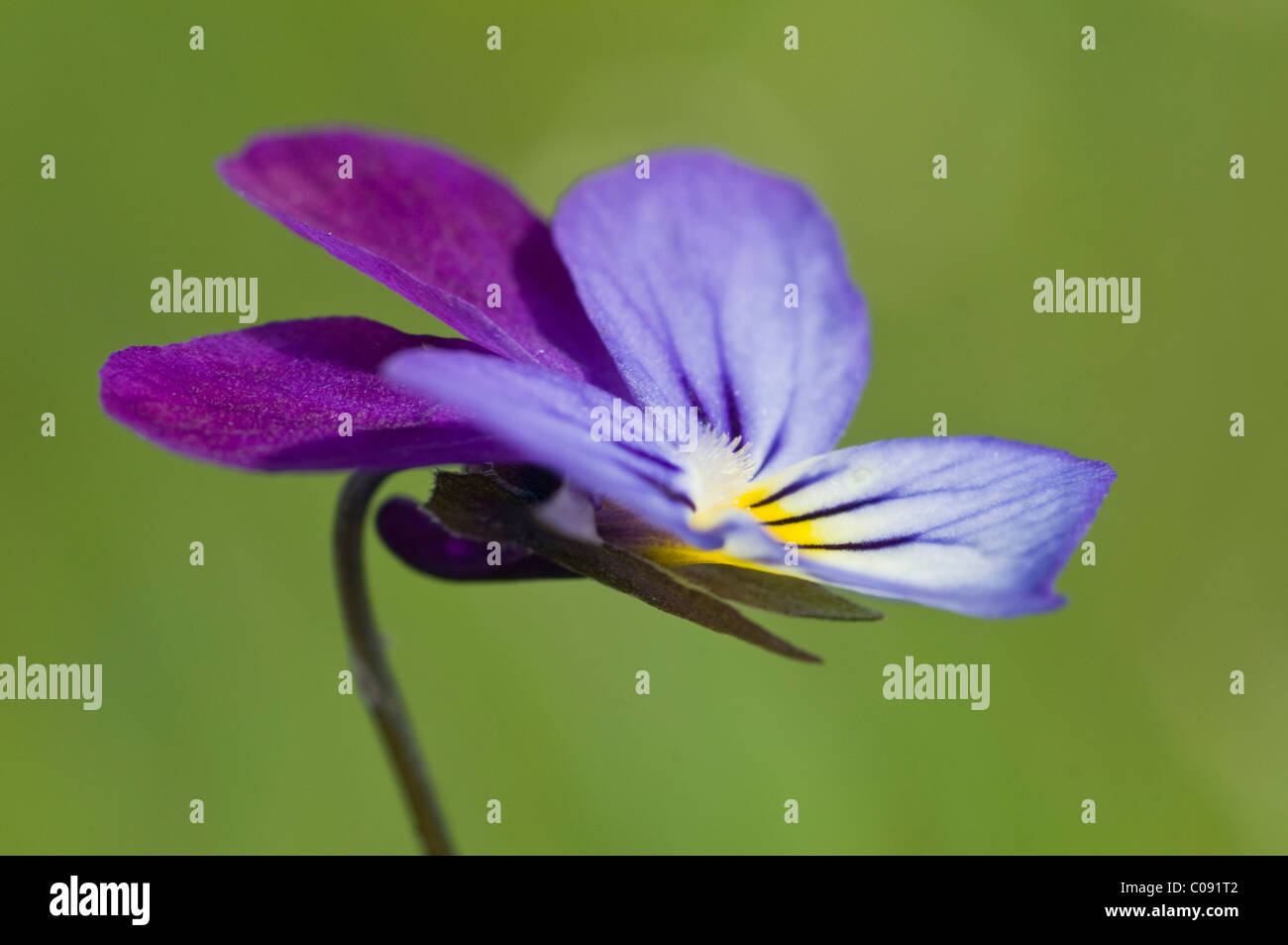 Heartsease (Viola tricolor Stock Photo - Alamy