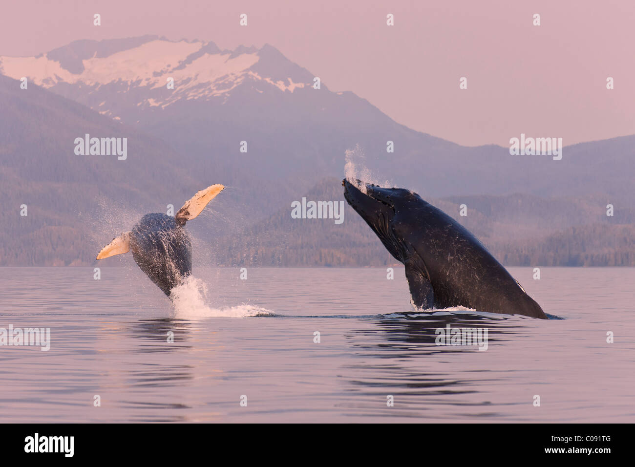 Whale breach sun hi-res stock photography and images - Alamy