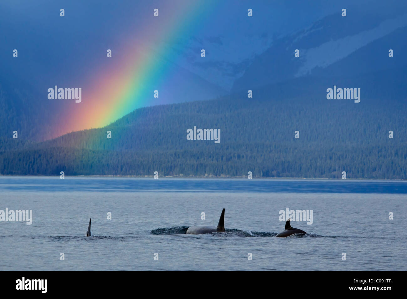 A group of Orca surface in Lynn Canal with rainshowers and a rainbow ...