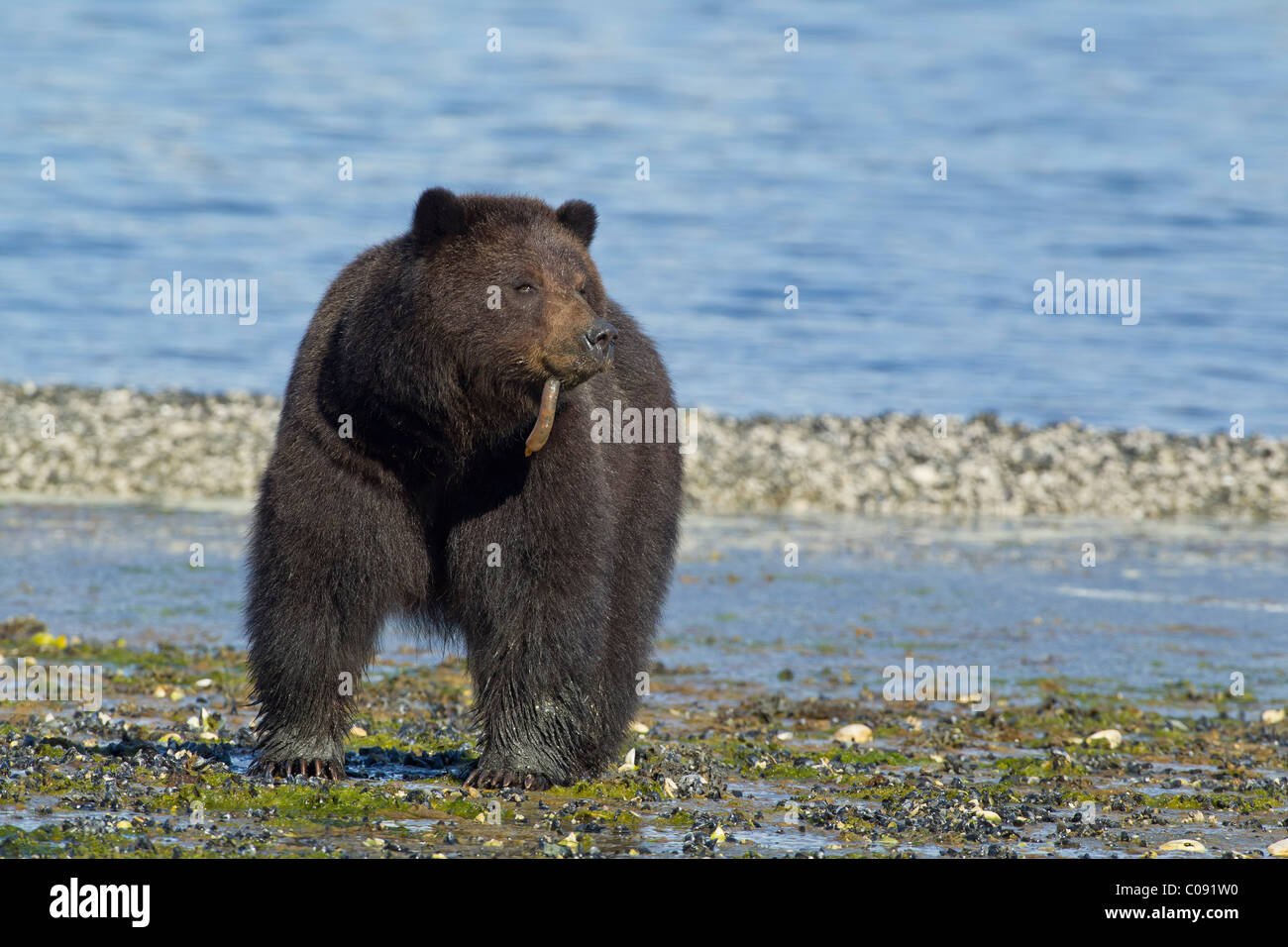 Brown bear sow eats Spoon worms (echiuroid) along the shoreline on ...