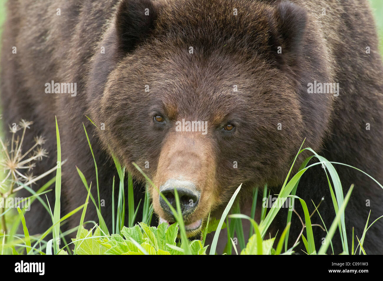 Sow Brown bear foraging on sedge and beach grass in an estuary on ...