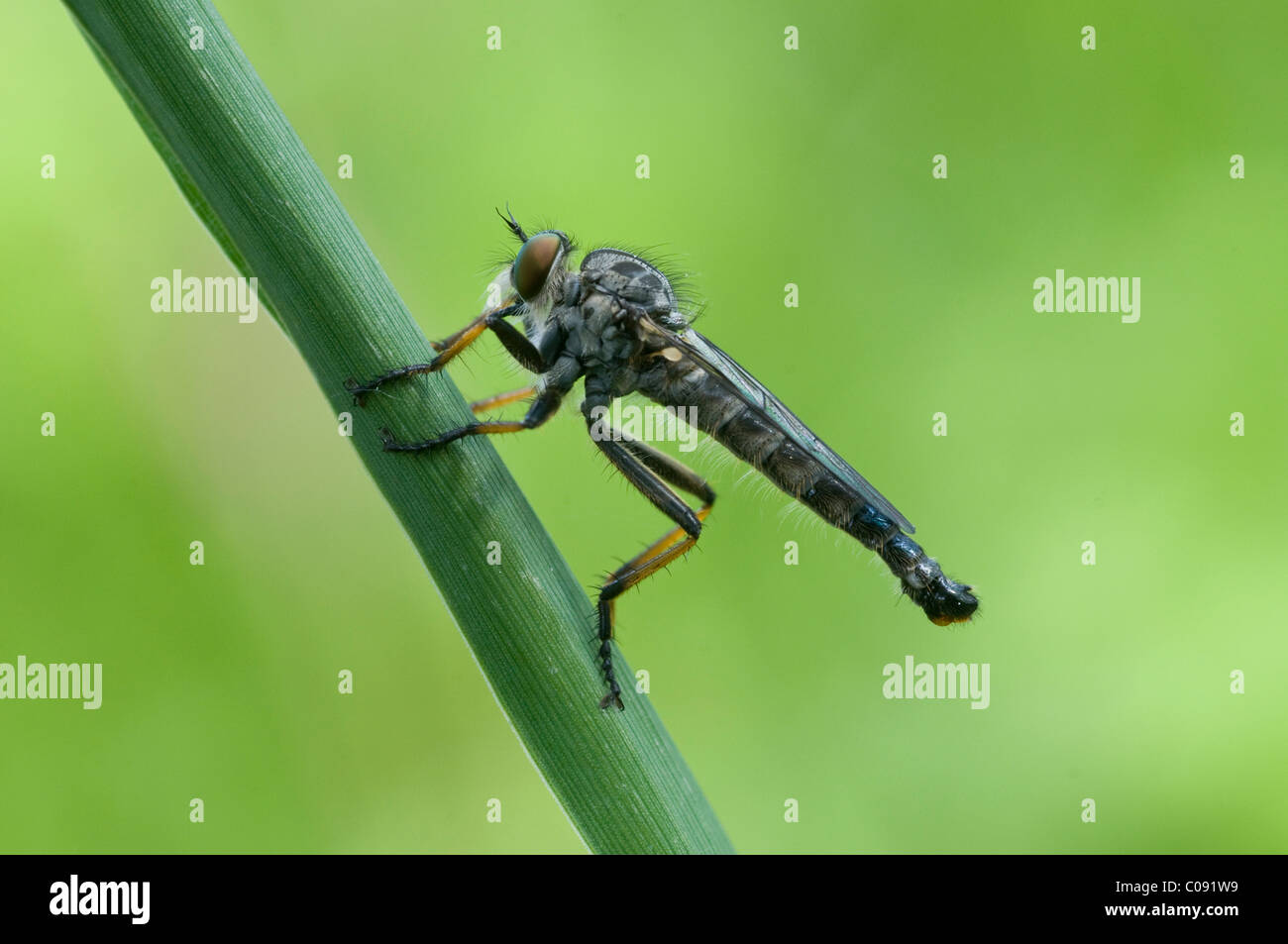 Pied-winged robberfly (Pamponerus germanicus Stock Photo - Alamy