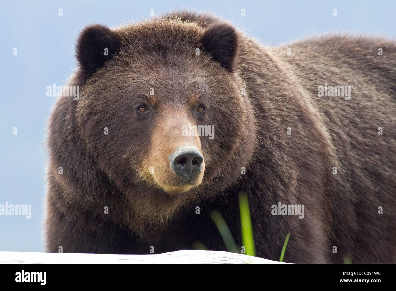 Sow Brown bear foraging on sedge and beach grass in an estuary on ...