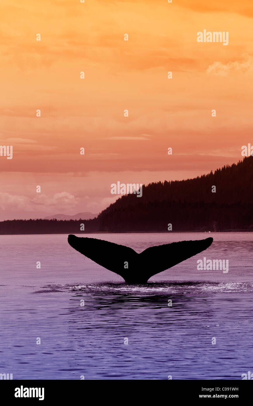 Silhouette of a humpback whale's fluke as it returns to the depths of ...