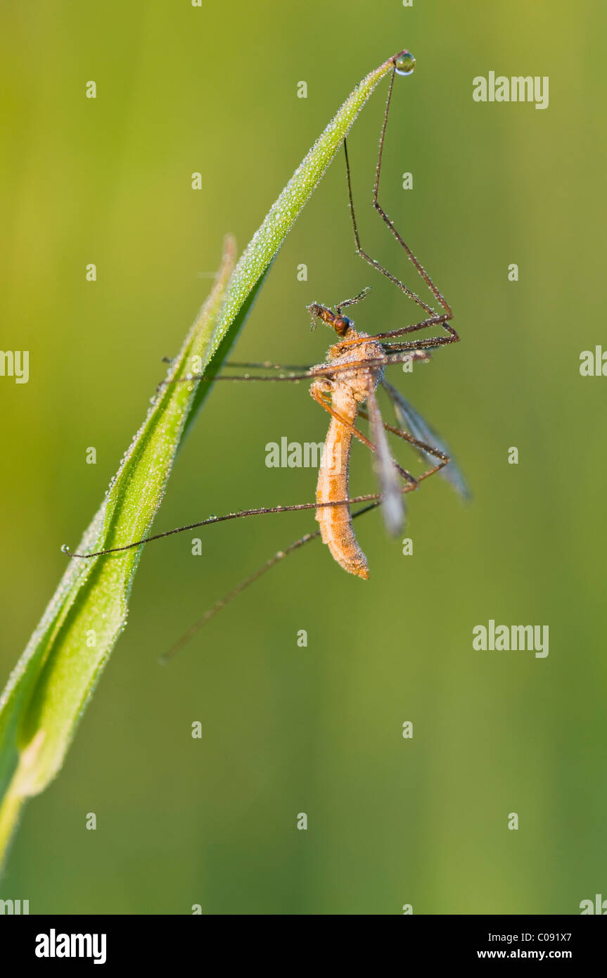 Crane fly (Tipula sp Stock Photo - Alamy
