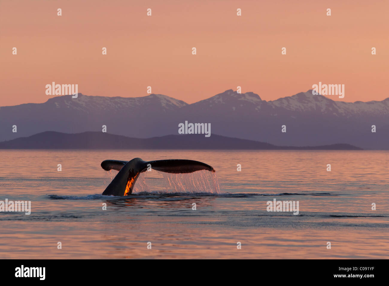 A Humpback Whale returns to the depths of Frederick Sound as the sun ...