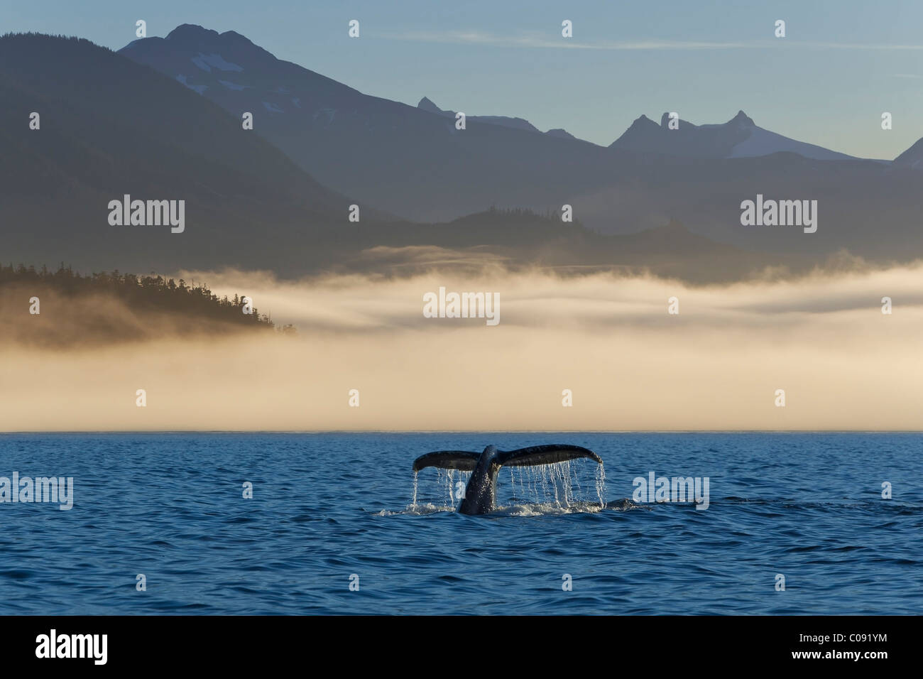 Humpback Whale tail visible along a fog shrouded shoreline in Frederick ...