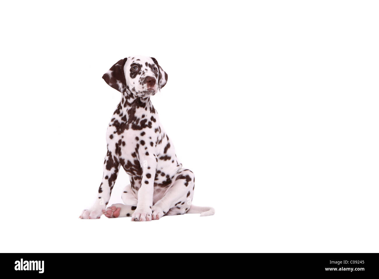 And brown dalmatian Cut Out Stock Images & Pictures - Alamy
