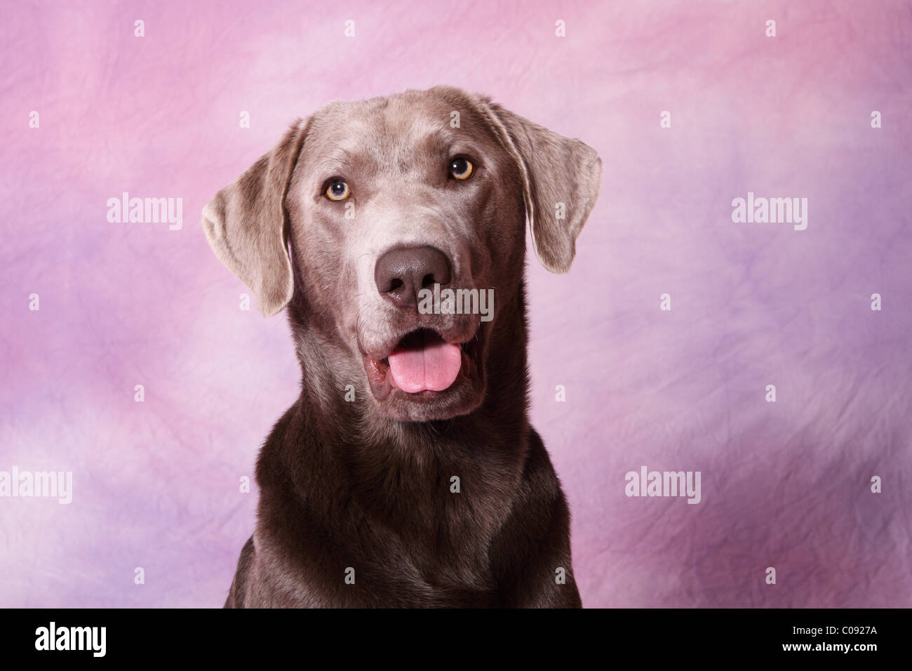 silver Labrador Retriever Portrait Stock Photo - Alamy