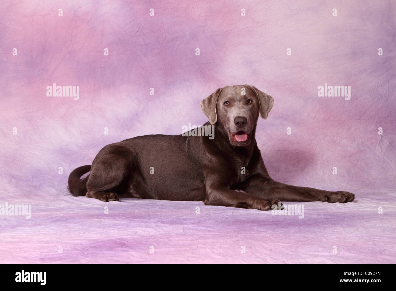 silver Labrador Retriever Stock Photo - Alamy