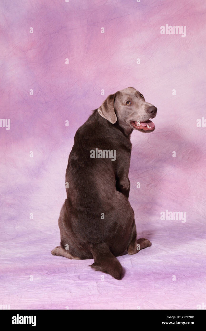 silver Labrador Retriever Stock Photo - Alamy