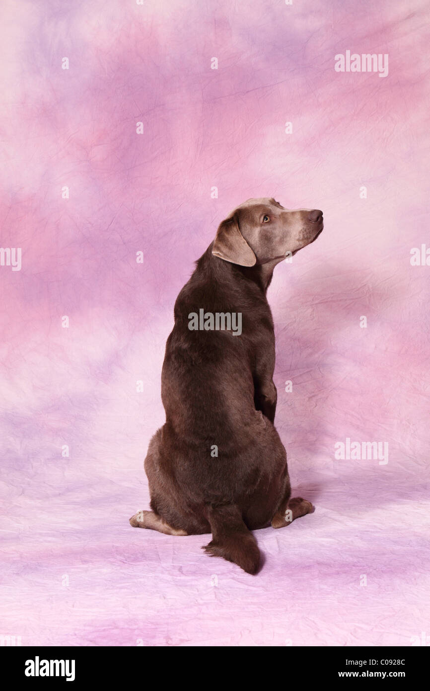 Silver dog hi-res stock photography and images - Alamy