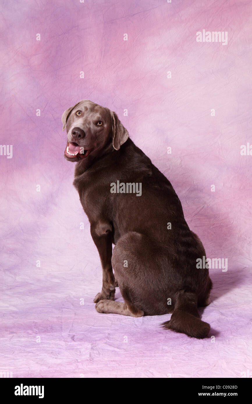 silver Labrador Retriever Stock Photo - Alamy