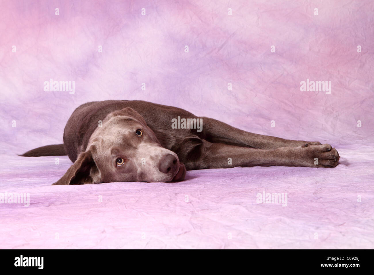 silver Labrador Retriever Stock Photo - Alamy