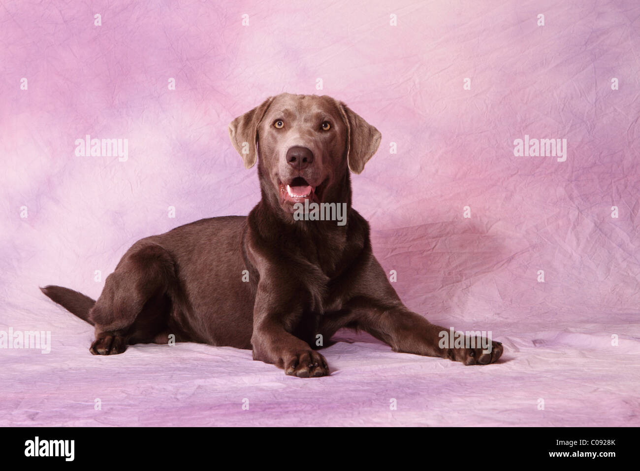 silver Labrador Retriever Stock Photo - Alamy
