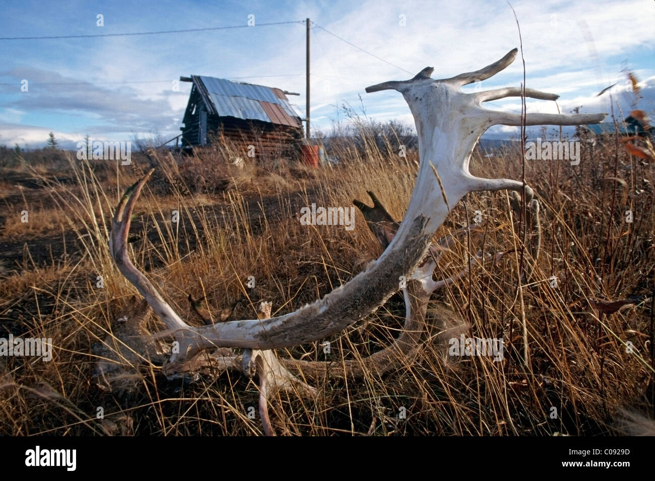 Close up of a Caribou antler on a grassy slope with a weathered ...
