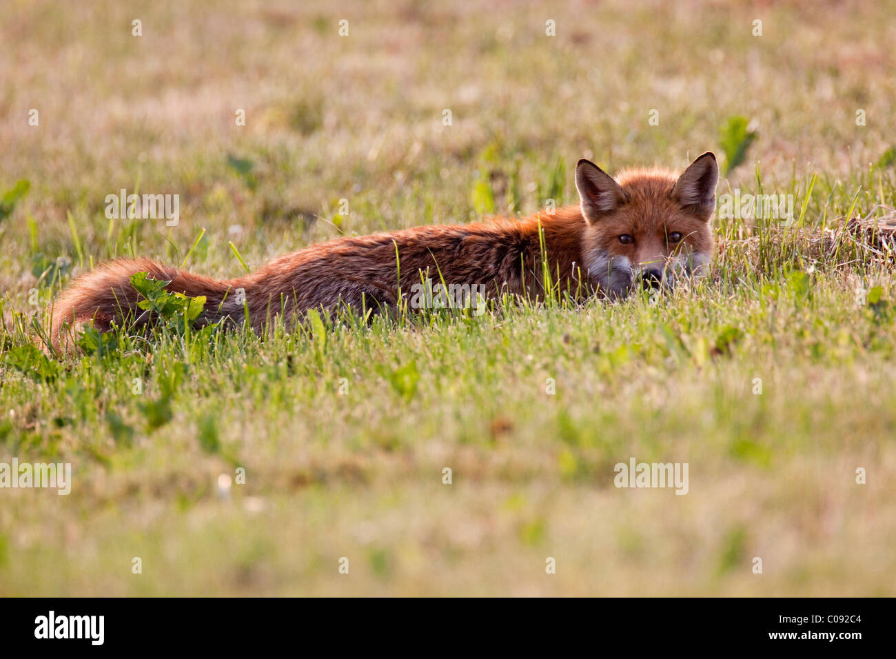 Red Fox (Vulpes vulpes) crouching in the grass Stock Photo - Alamy