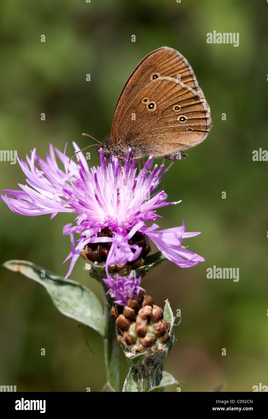 Ringlet (Aphantopus hyperantus Stock Photo - Alamy