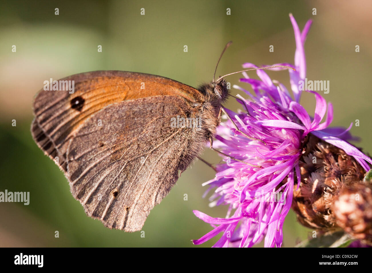 Large heath butterfly hi-res stock photography and images - Alamy