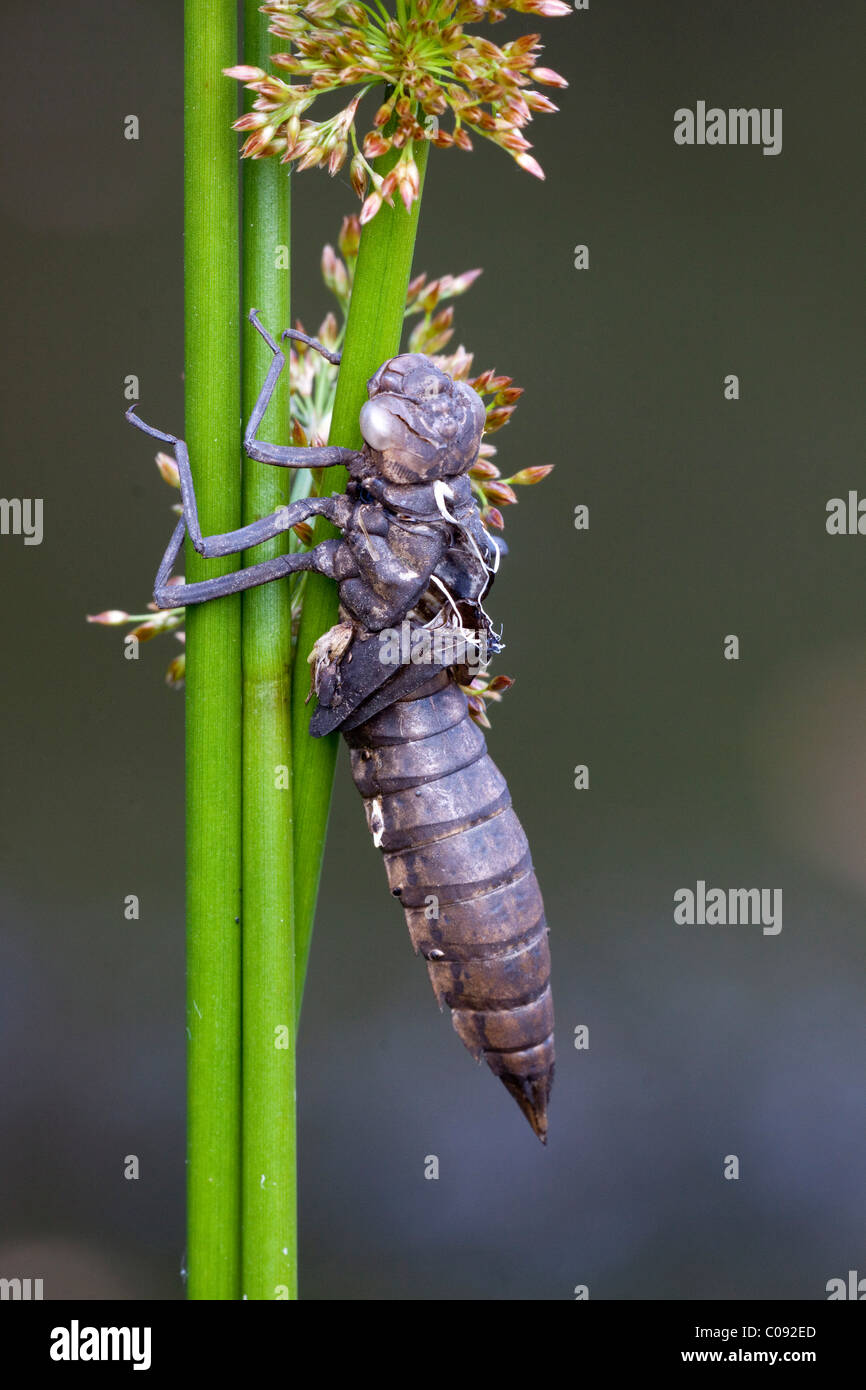 Exuvia of a dragonfly Stock Photo - Alamy