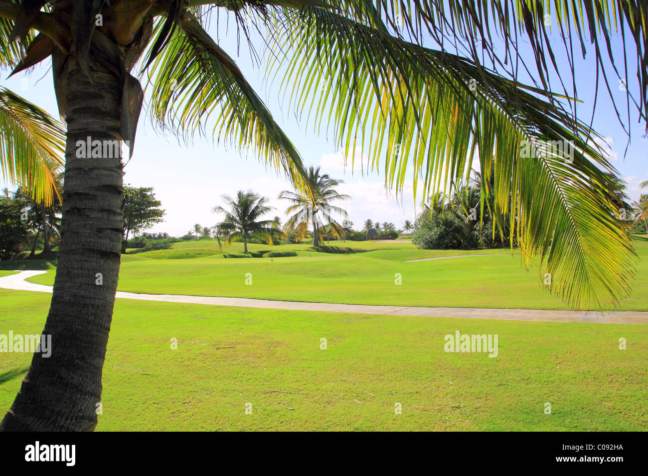 golf course tropical palm trees in cancun Mexico Stock Photo - Alamy