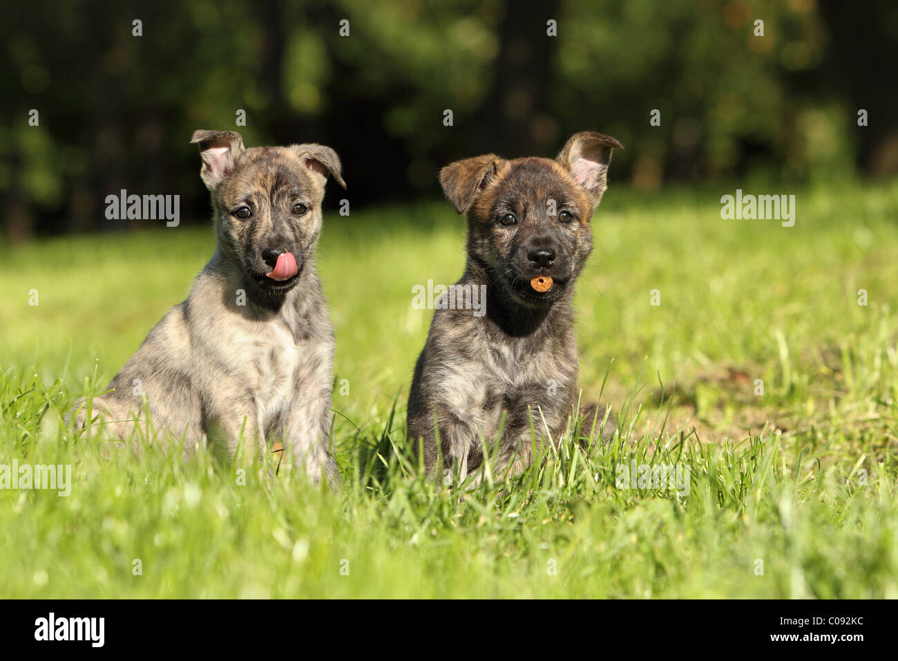 Hollandse herder puppies hi-res stock photography and images - Alamy