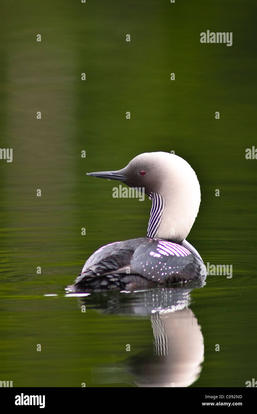 Close up of a pacific loon swimming in a pond in Chugach State Park ...