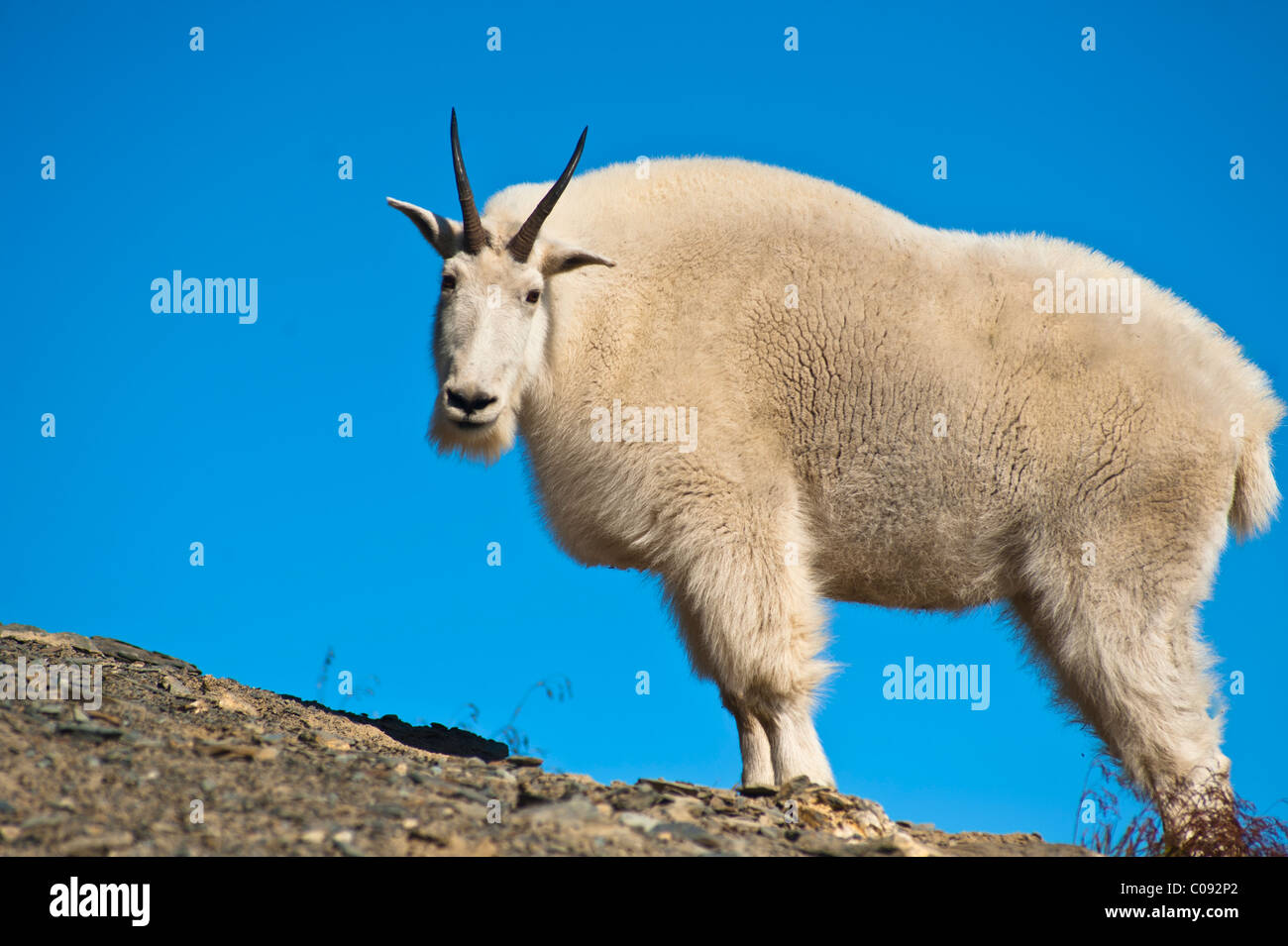 A Mountain Goat near Exit Glacier's Harding Icefield Trail, Kenai ...