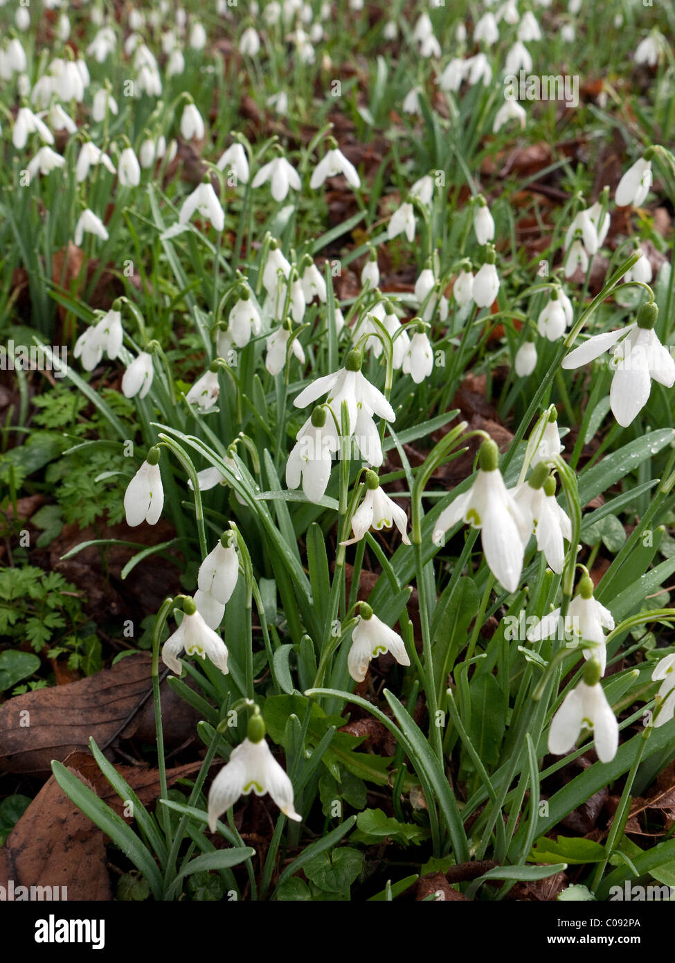 Spring snow drops hi-res stock photography and images - Alamy