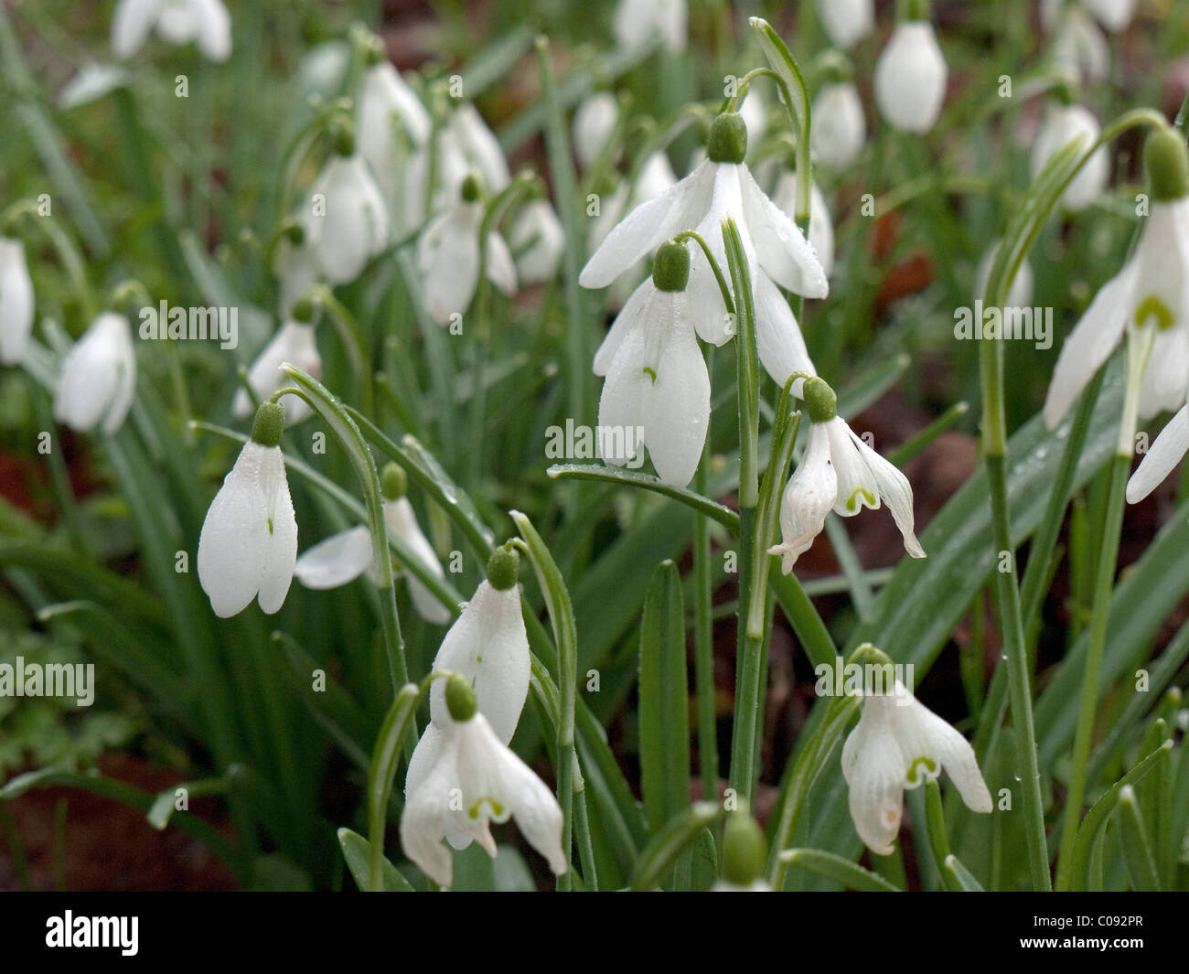 Spring snow drops hi-res stock photography and images - Alamy