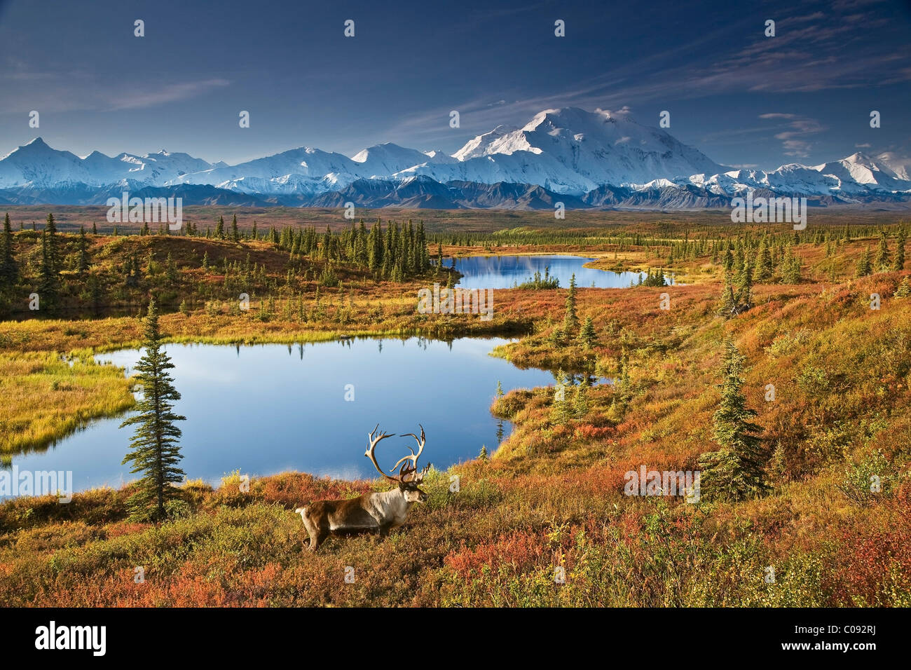 Bull caribou and tundra pond with Mt. McKinley in the background ...