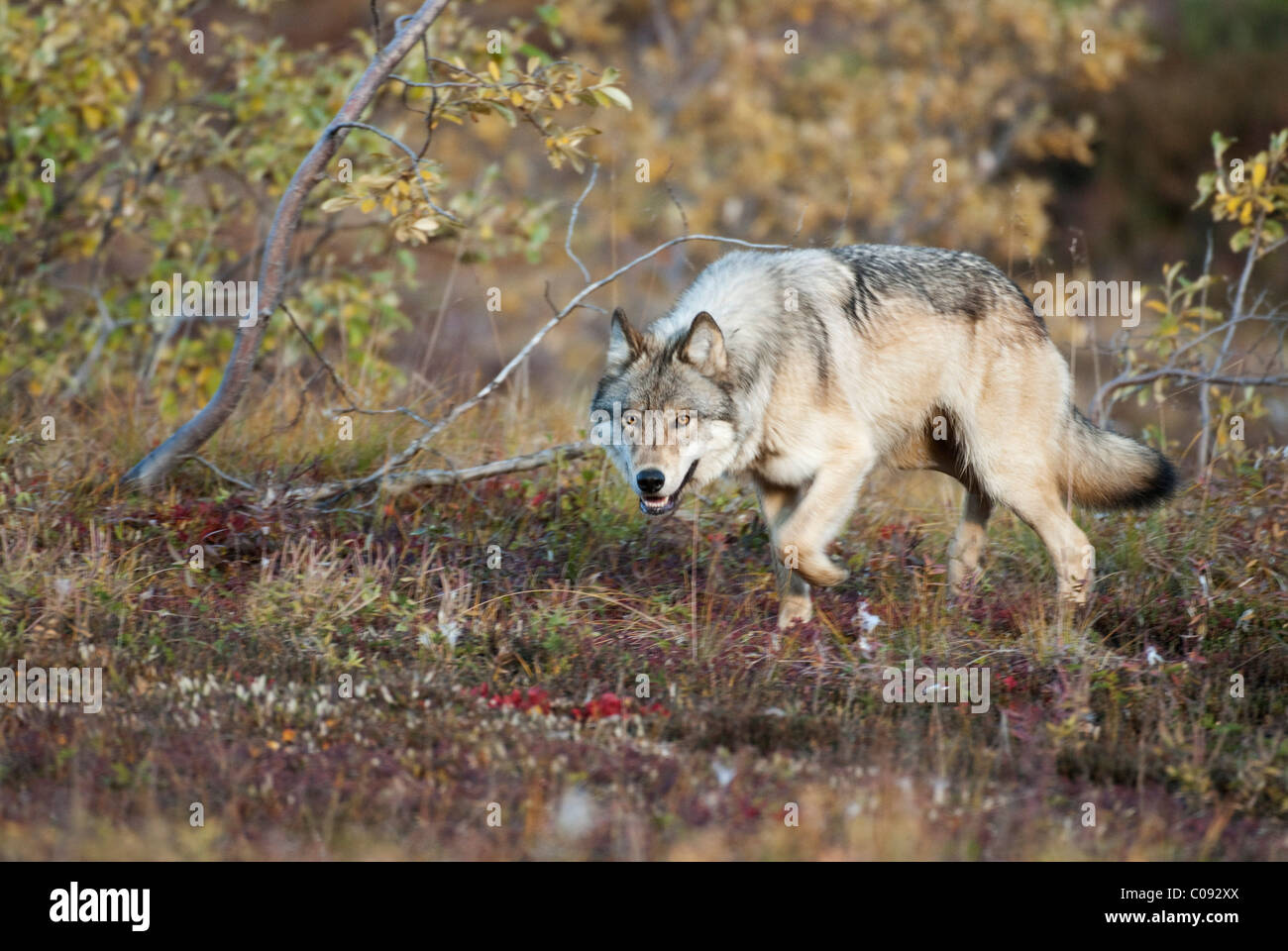 Wolf s time hi-res stock photography and images - Alamy