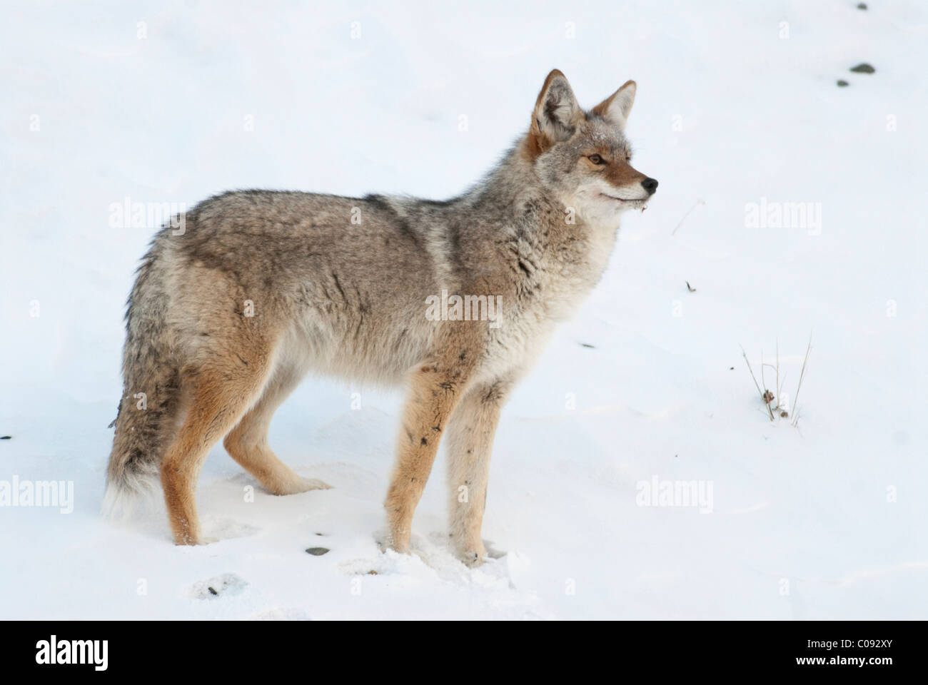 Adult Coyote in its winter stands in snow along near Denali National ...