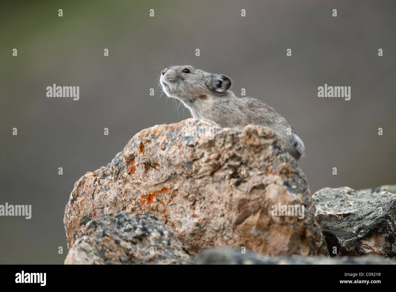 Collared pika hi-res stock photography and images - Alamy