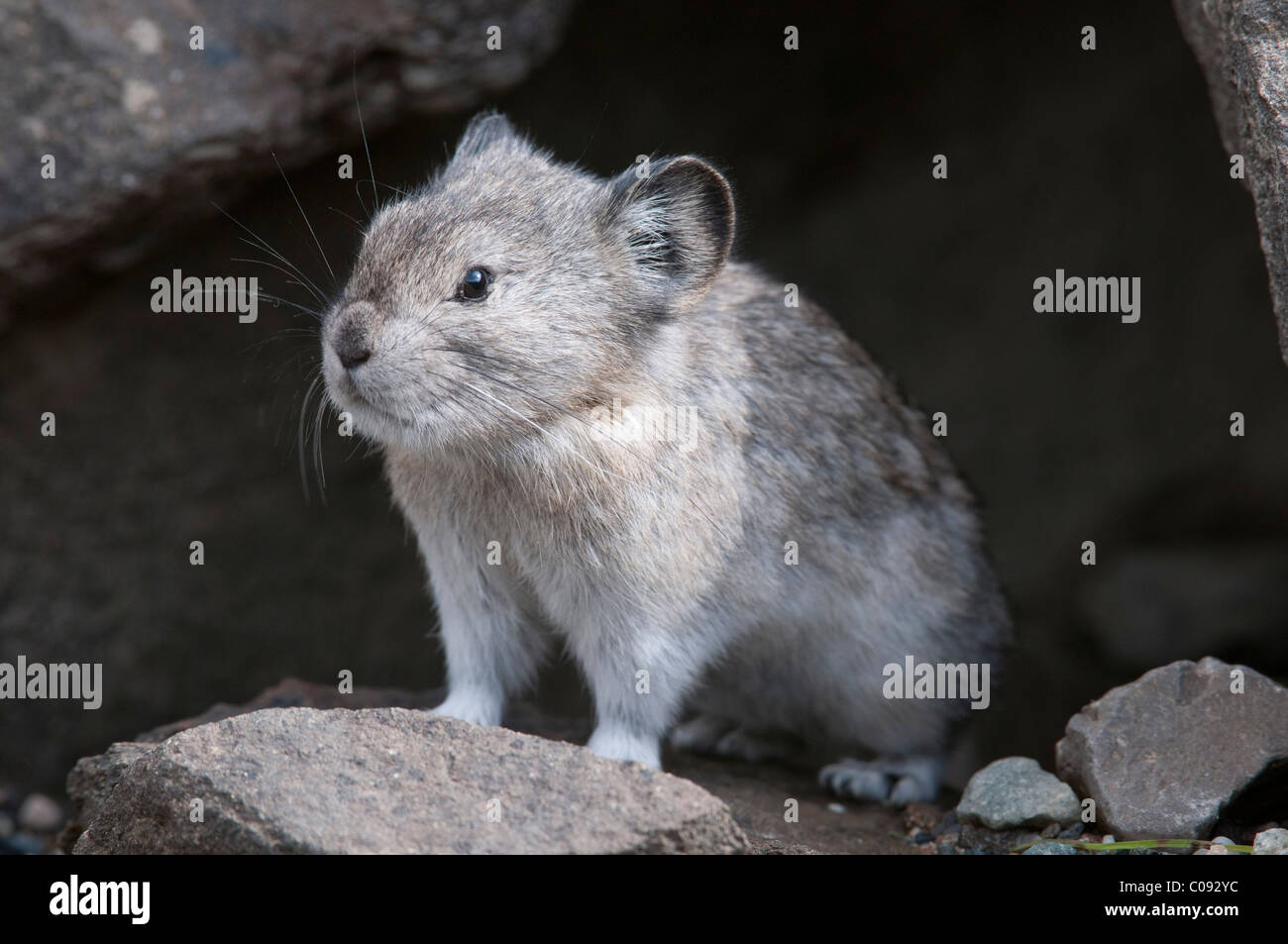 Collared Pika sits at entrance to its den in a rockpile near Igloo ...