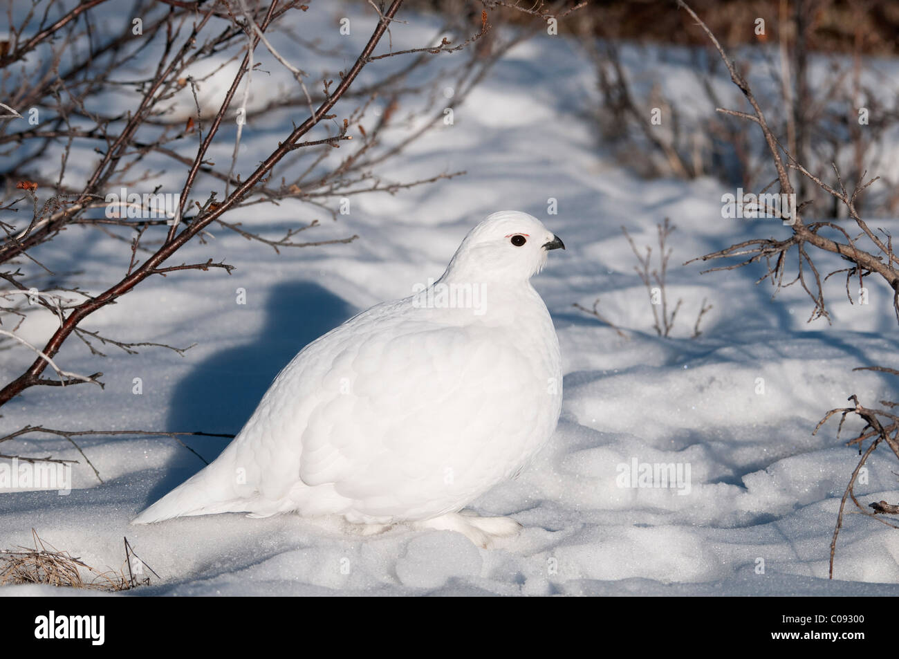 Alaska ptarmigan hi-res stock photography and images - Alamy