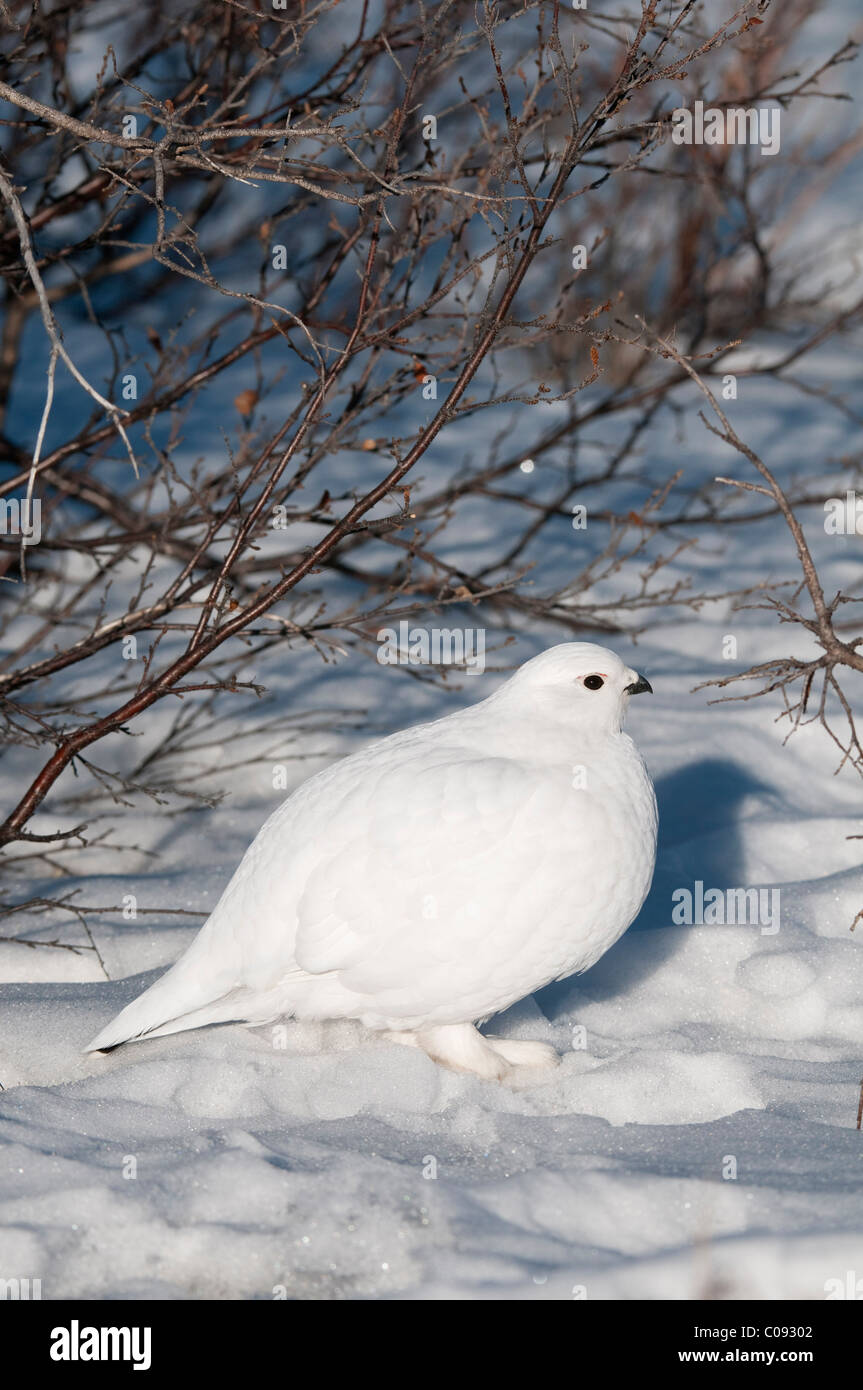 Willow ptarmigan alaska hi-res stock photography and images - Alamy
