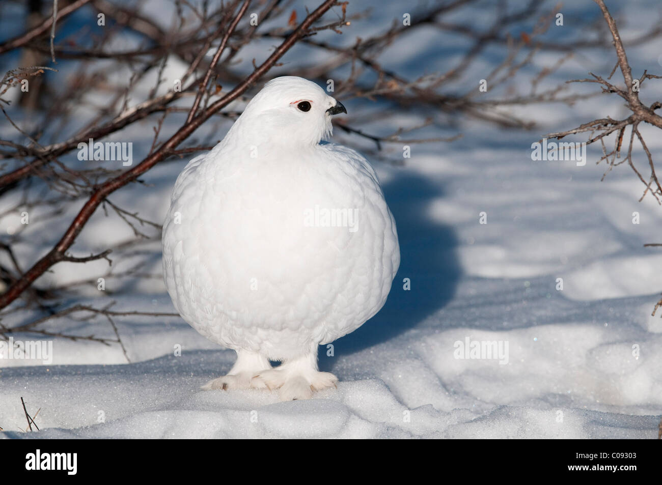 Willow Ptarmigan Winter