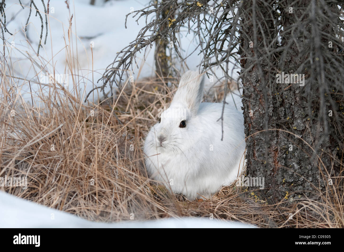 Snowshoe Hare in white winter on patch of snow free ground near Savage ...
