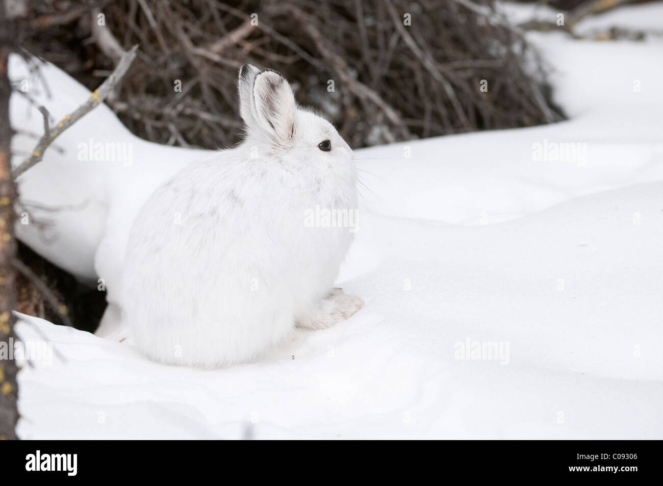 Snowshoe Hare in white winter is camouflaged against the snow near ...