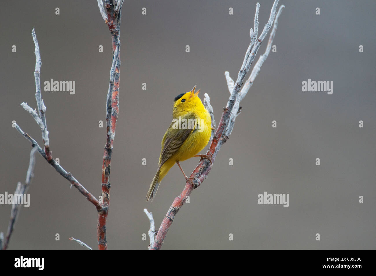 Male Wilsons Warbler Sings While Sitting On A Willow Shrub Near Savage